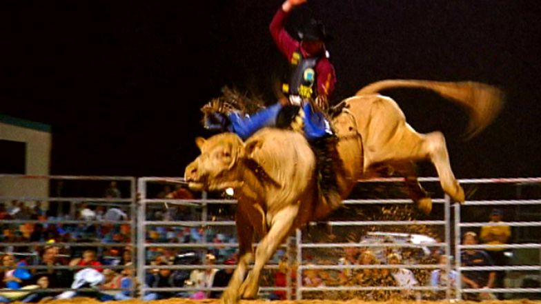 Bull Riding | Documentaries - Film, HD, SD