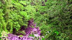 Rainforest, Trees & Flowers | Photography